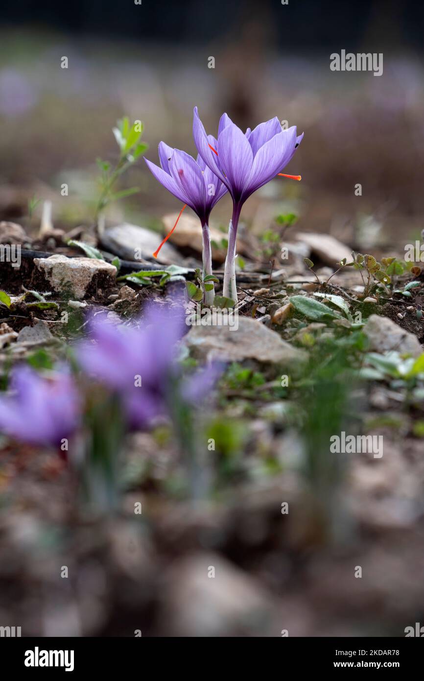 Closeup of Saffron flowers in a field. Crocus sativus, saffron crocus ...