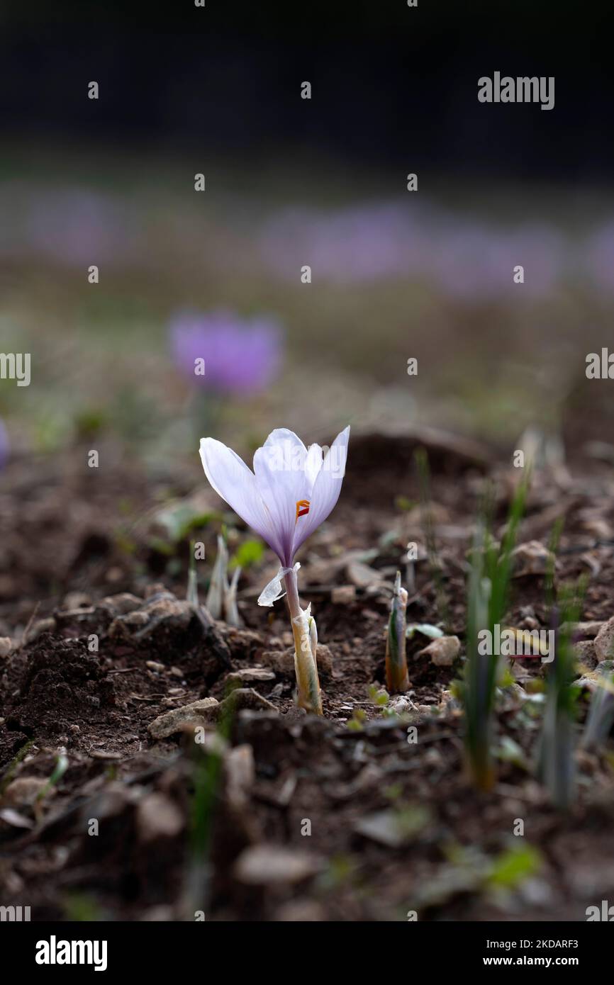 Saffron harvest italy hi-res stock photography and images - Alamy