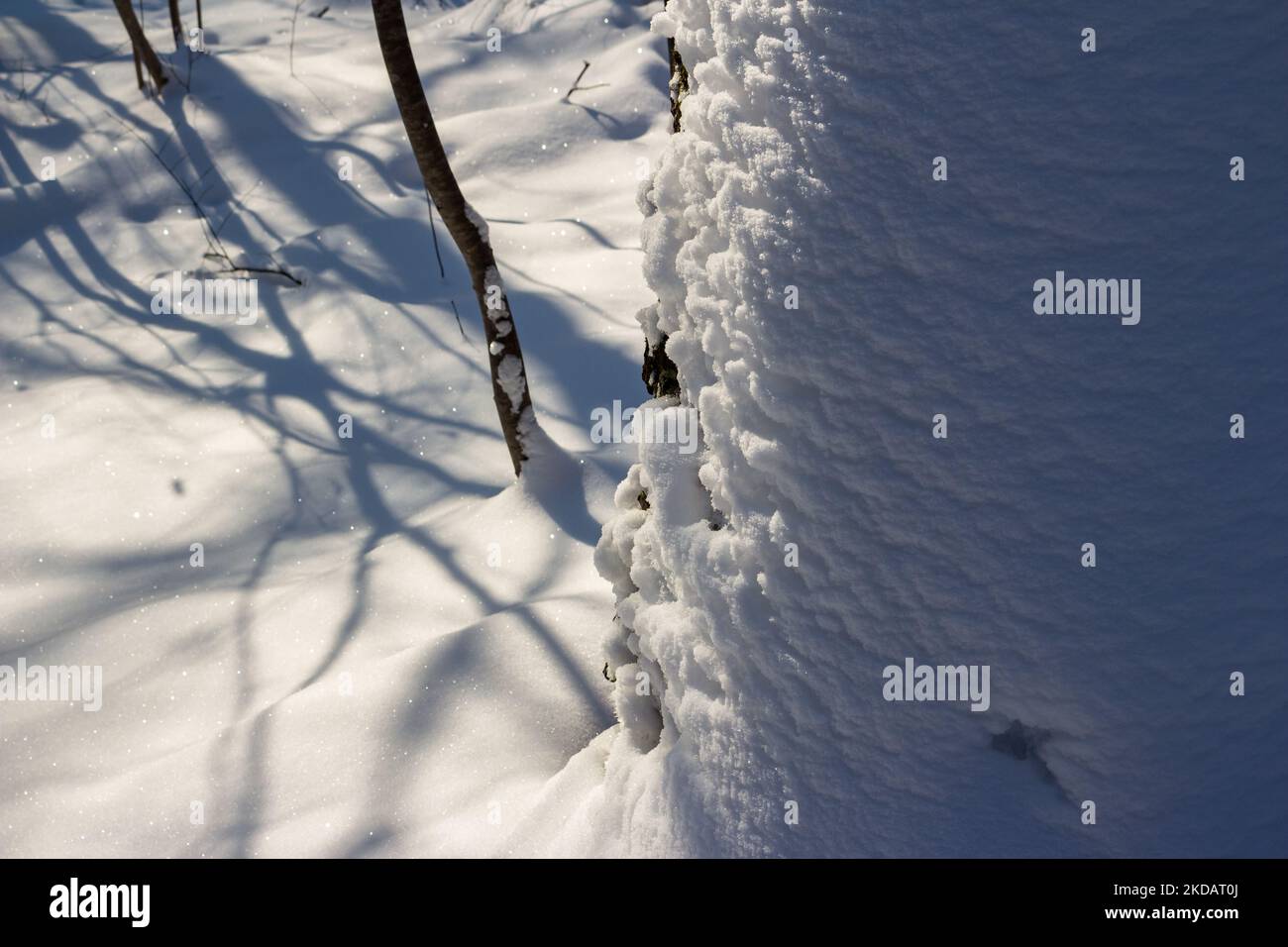 Beautiful shiny fluffy snow covering tree and ground, snow cover Stock ...