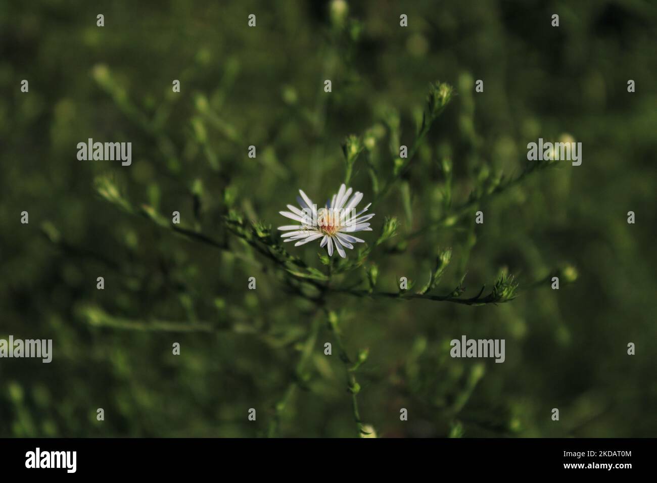a photo of a single robin's plantain wildflower Stock Photo - Alamy
