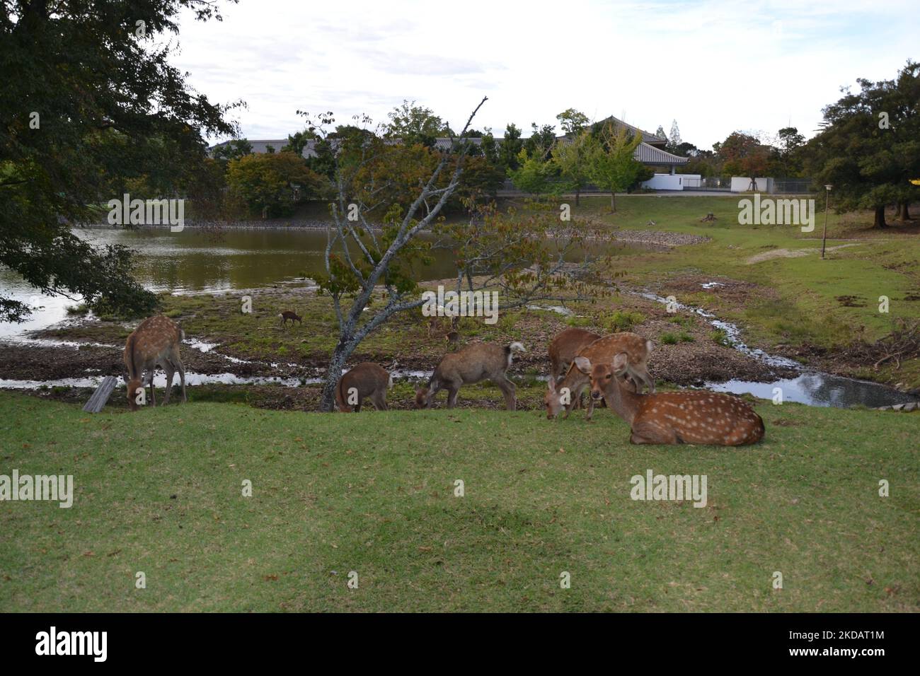 Some cute deer in Nara, Japan Stock Photo - Alamy
