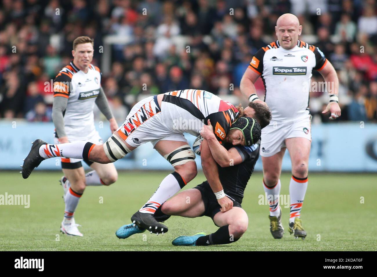 Leicester Tiger's Harry Wells is tackled by Newcastle Falcon's Michael ...