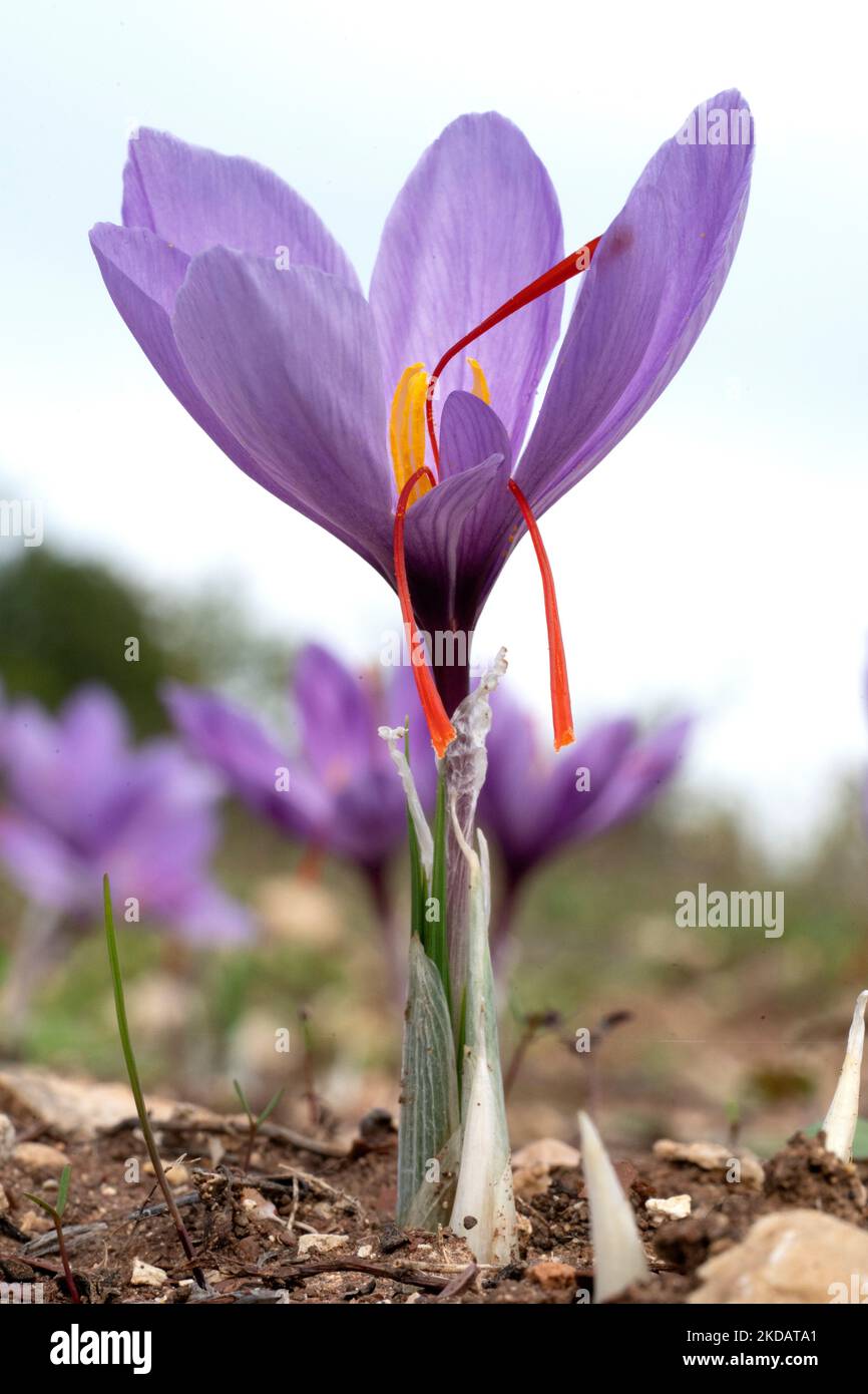 Zafferano flowers hi-res stock photography and images - Alamy