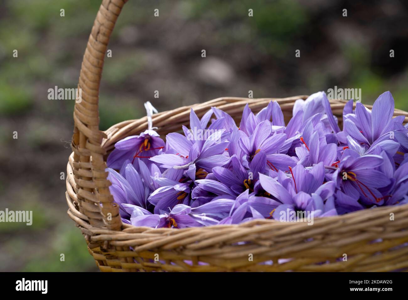 Closeup of Saffron flowers in a field. Crocus sativus, saffron crocus ...