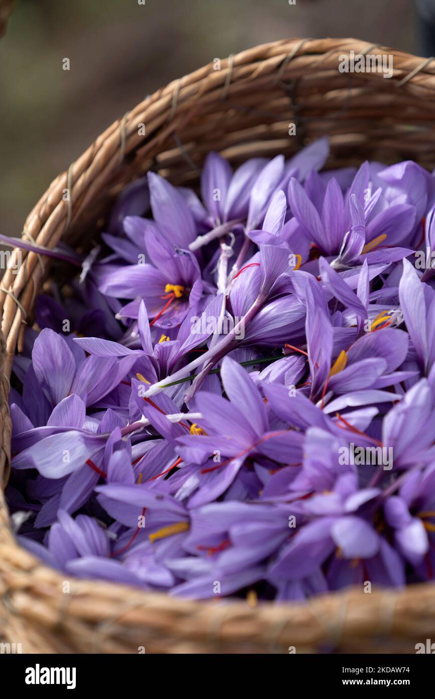 Closeup of Saffron flowers in a field. Crocus sativus, saffron crocus ...