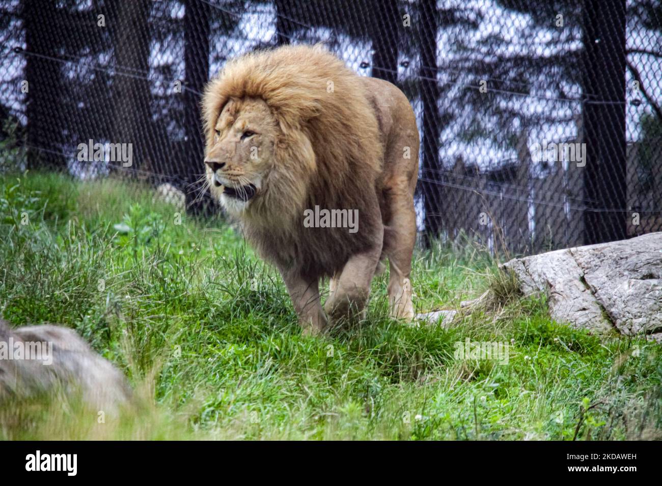 A proud male lion with a majestic bushy mane prowling about on the ...