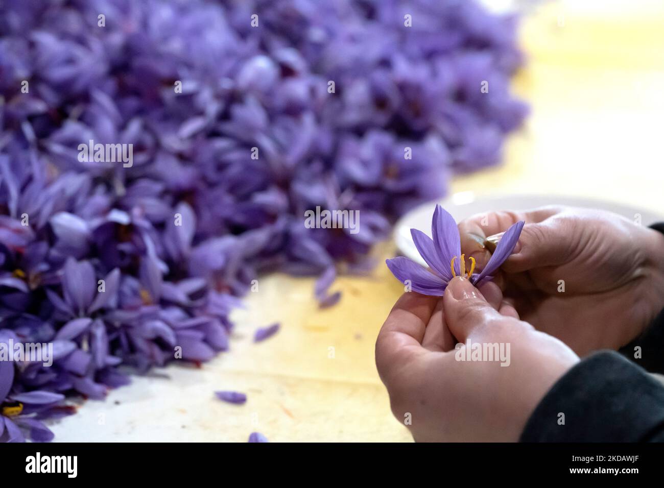 Closeup of Saffron flowers in a field. Crocus sativus, saffron crocus ...