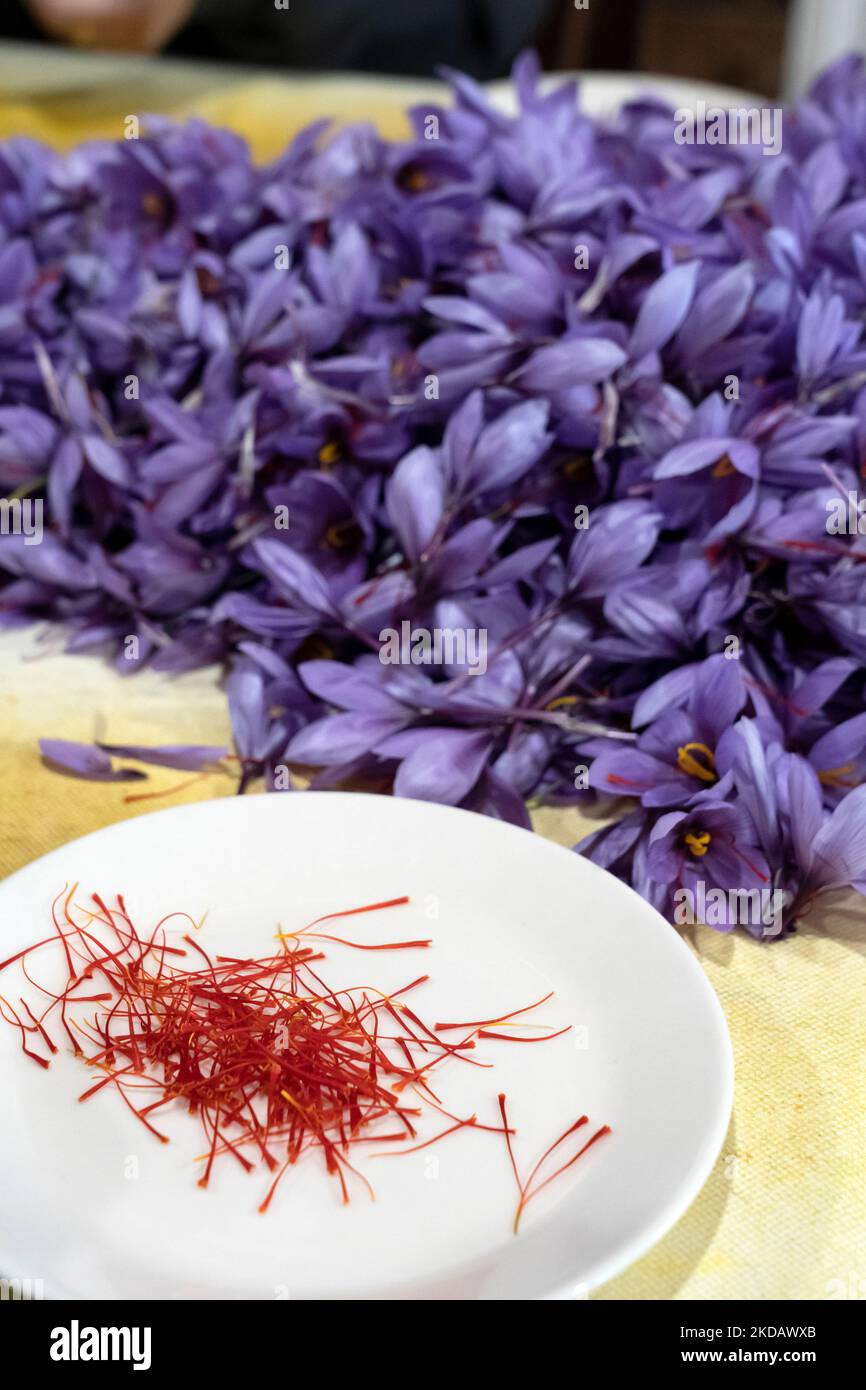 Closeup of Saffron flowers in a field. Crocus sativus, saffron crocus ...