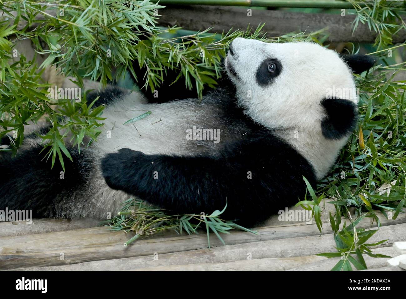 A female giant panda cub named Sheng Yi which means â€œpeaceâ€ and â ...