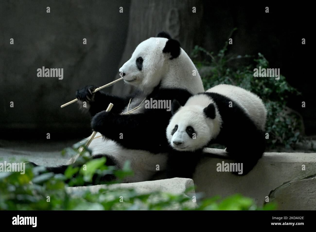 A female giant panda cub named Sheng Yi (R) plays with her mother in ...