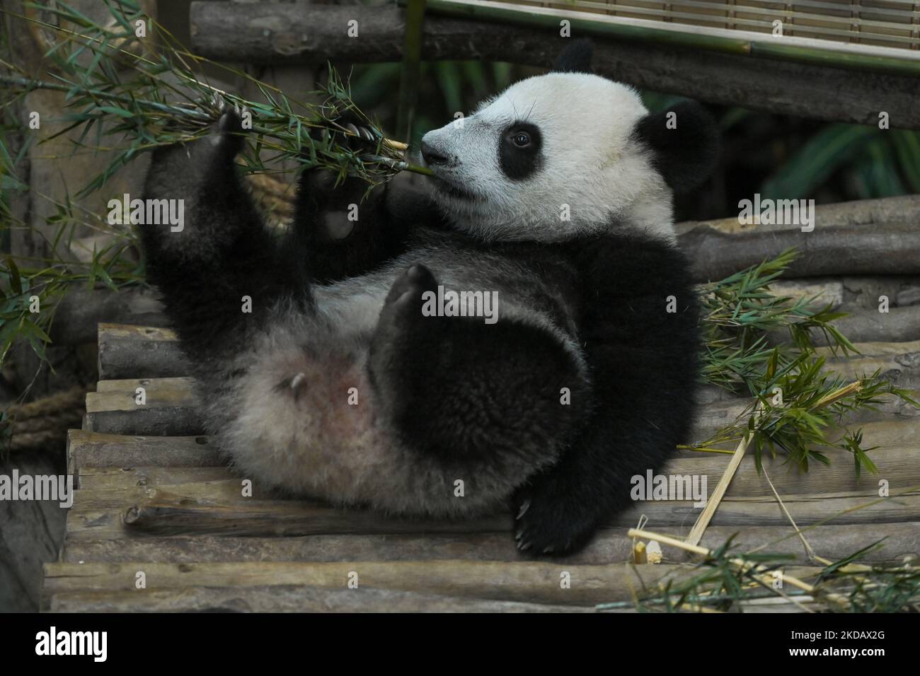 A female giant panda cub named Sheng Yi which means â€œpeaceâ€ and â ...