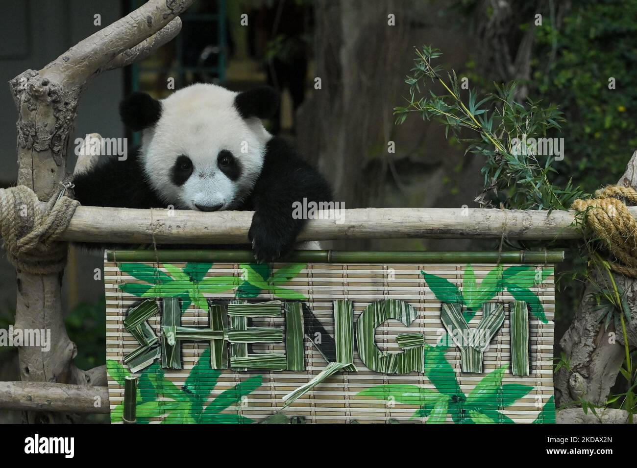 A female giant panda cub named Sheng Yi which means â€œpeaceâ€ and â ...