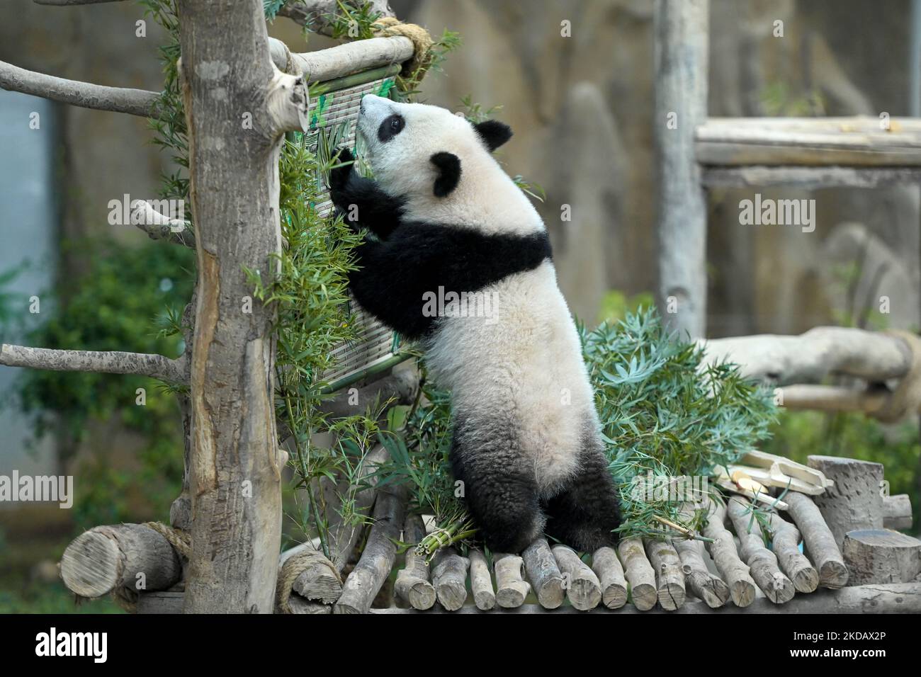 A female giant panda cub named Sheng Yi which means â€œpeaceâ€ and â ...