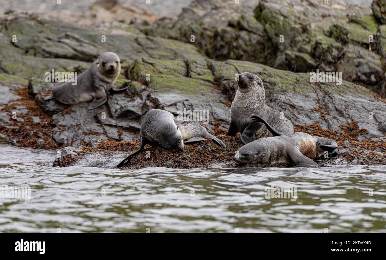 Young Antarctic fur seal (Arctocephalus gazella) in South Georgia in ...