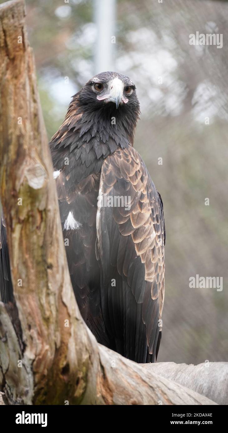 A vertical shot of a brown golden eagle perched on a tree branch Stock ...