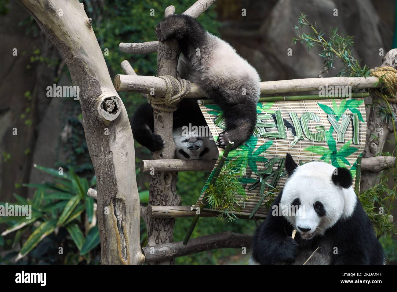 A female giant panda cub named Sheng Yi (L) forages on bamboo leaves ...
