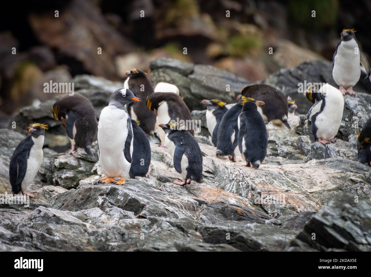 Penguin in its environment hi-res stock photography and images - Alamy