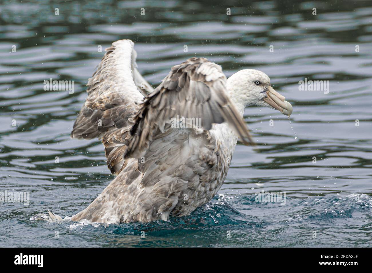 Northern Giant Petrel (Macronectes halli) taking to the skies from the ...