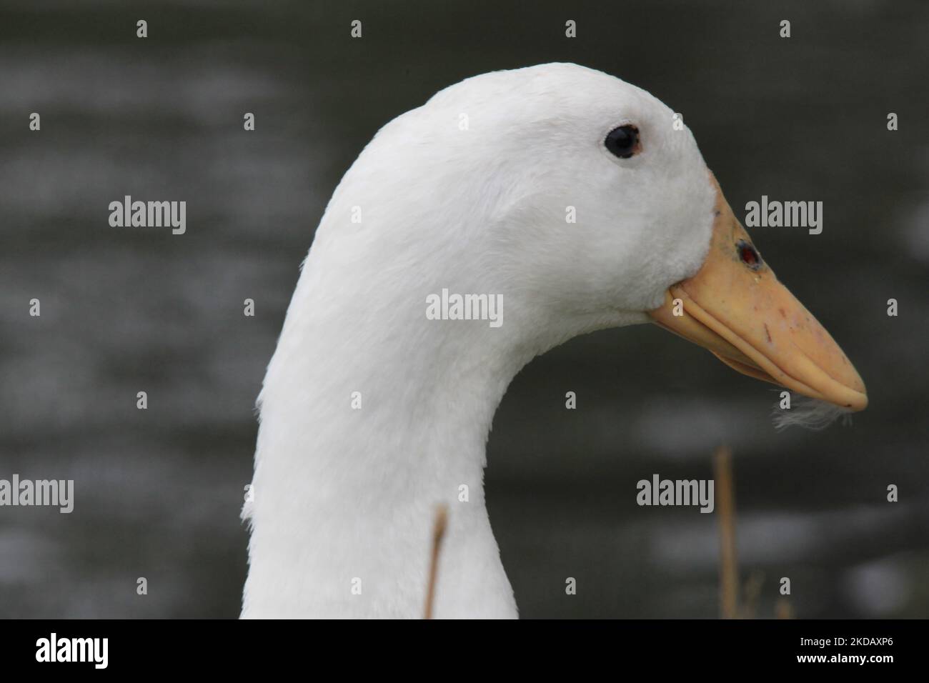 A profile shot of American Pekin in the dark blurred background Stock ...