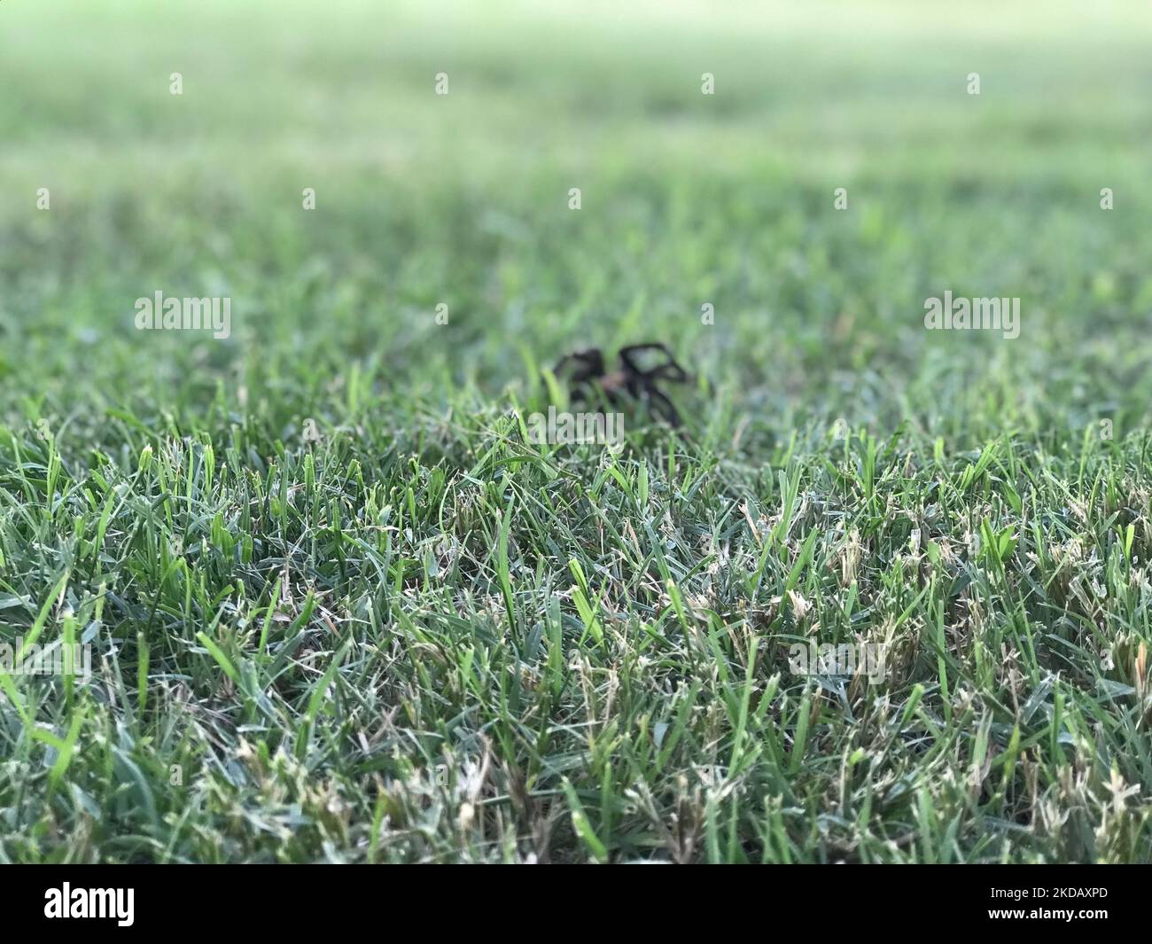 A tarantula in the blurred background of the green field Stock Photo ...