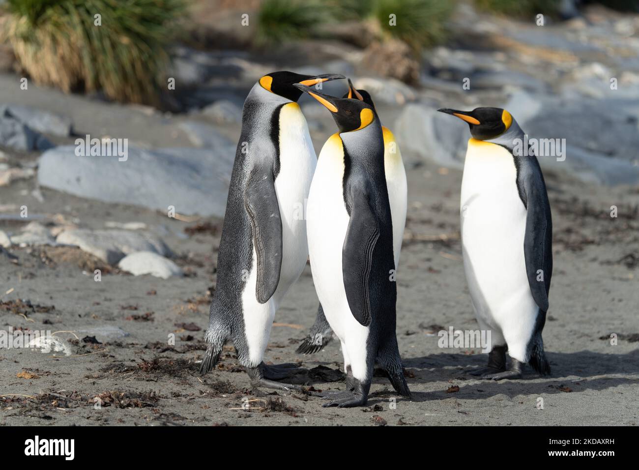 Group of King Penguins (APTENODYTES PATAGONICUS) on South Georgia Stock ...