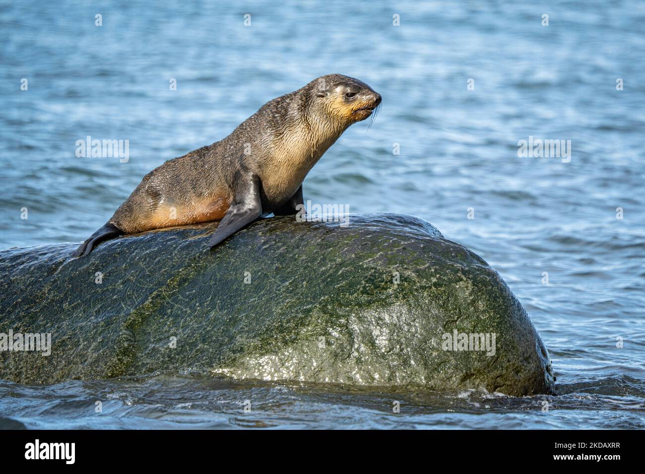 Young Antarctic fur seal (Arctocephalus gazella) in South Georgia in ...