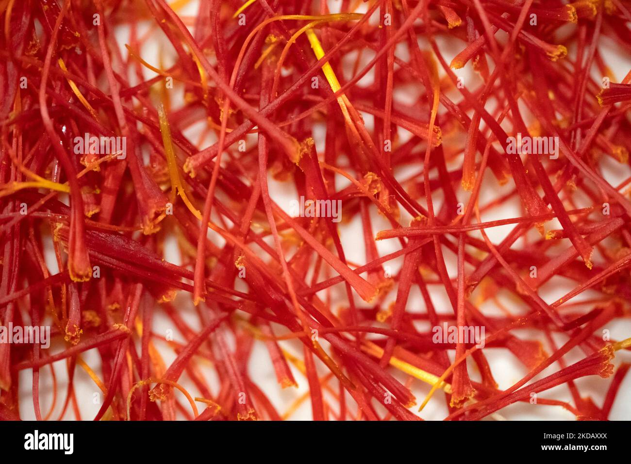 Closeup of Saffron flowers in a field. Crocus sativus, saffron crocus ...