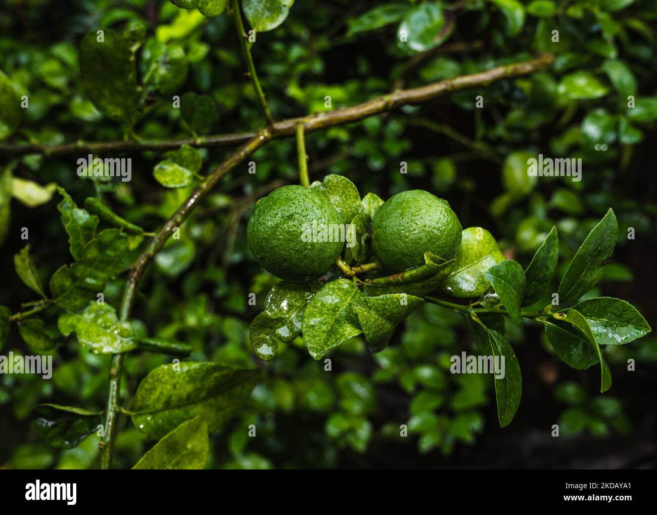 India produces approximately 17% of the world's lemons. Poorly timed ...