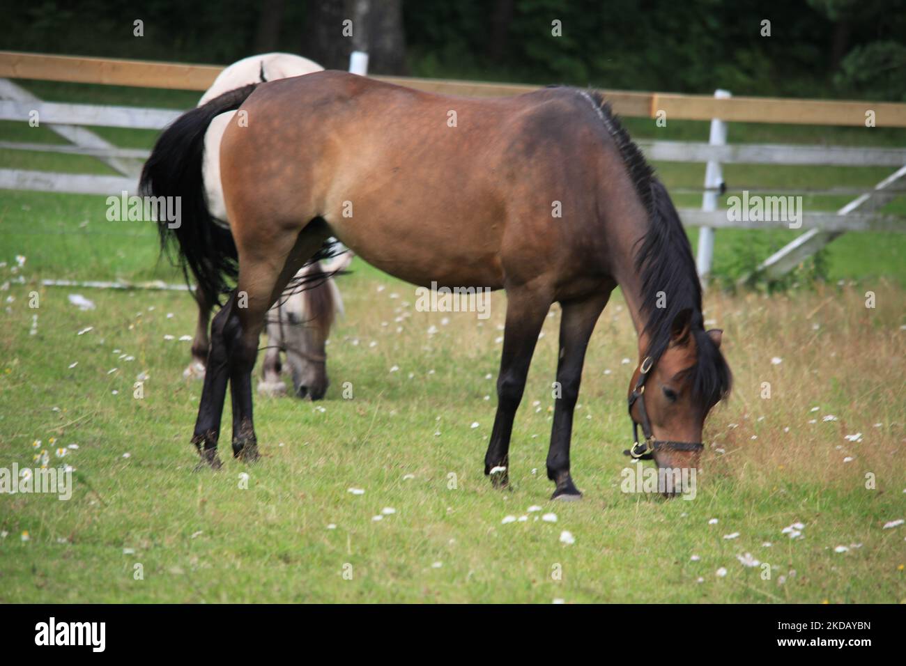 Brown horse resting in the paddock Stock Photo - Alamy