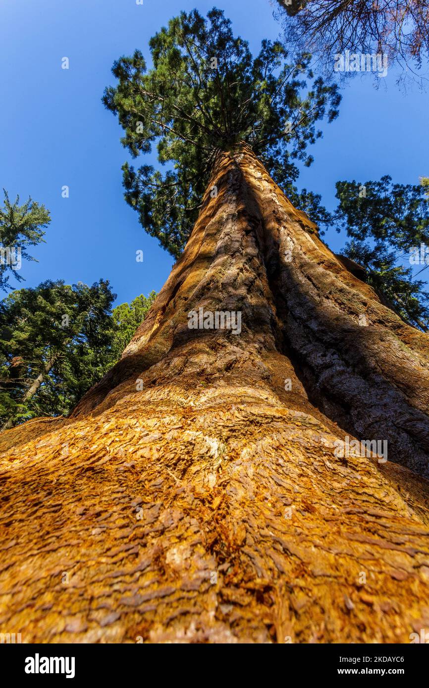 A low angle of a tall tree in a forest under a clear sky Stock Photo ...