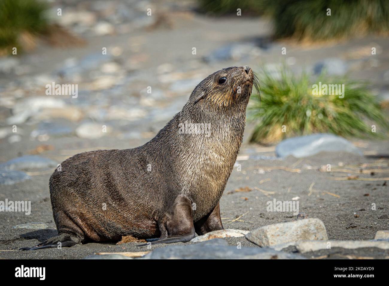 Young Antarctic fur seal (Arctocephalus gazella) in South Georgia in ...