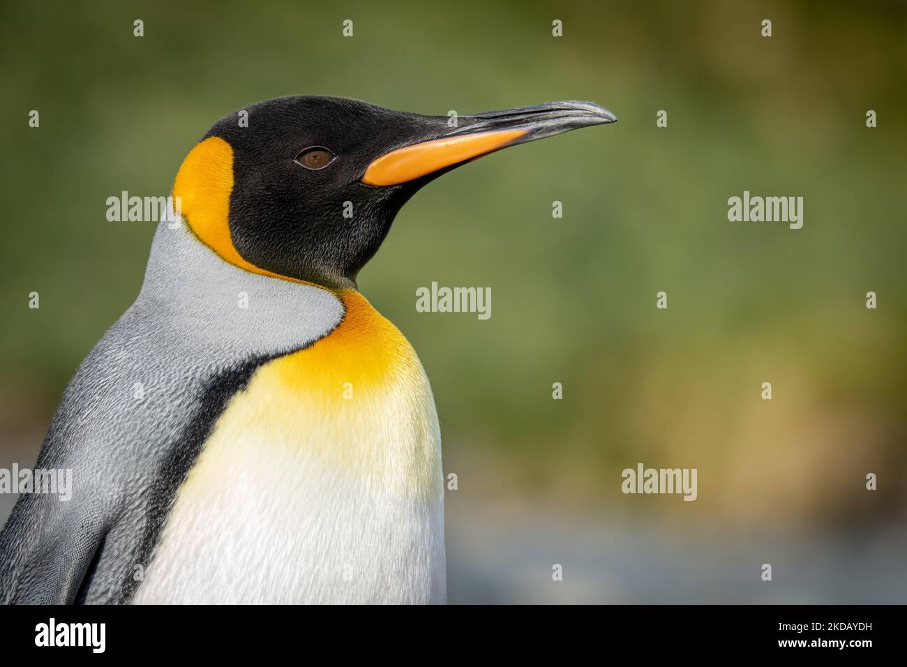 Lateral close-up of the head of a king penguin against a green ...