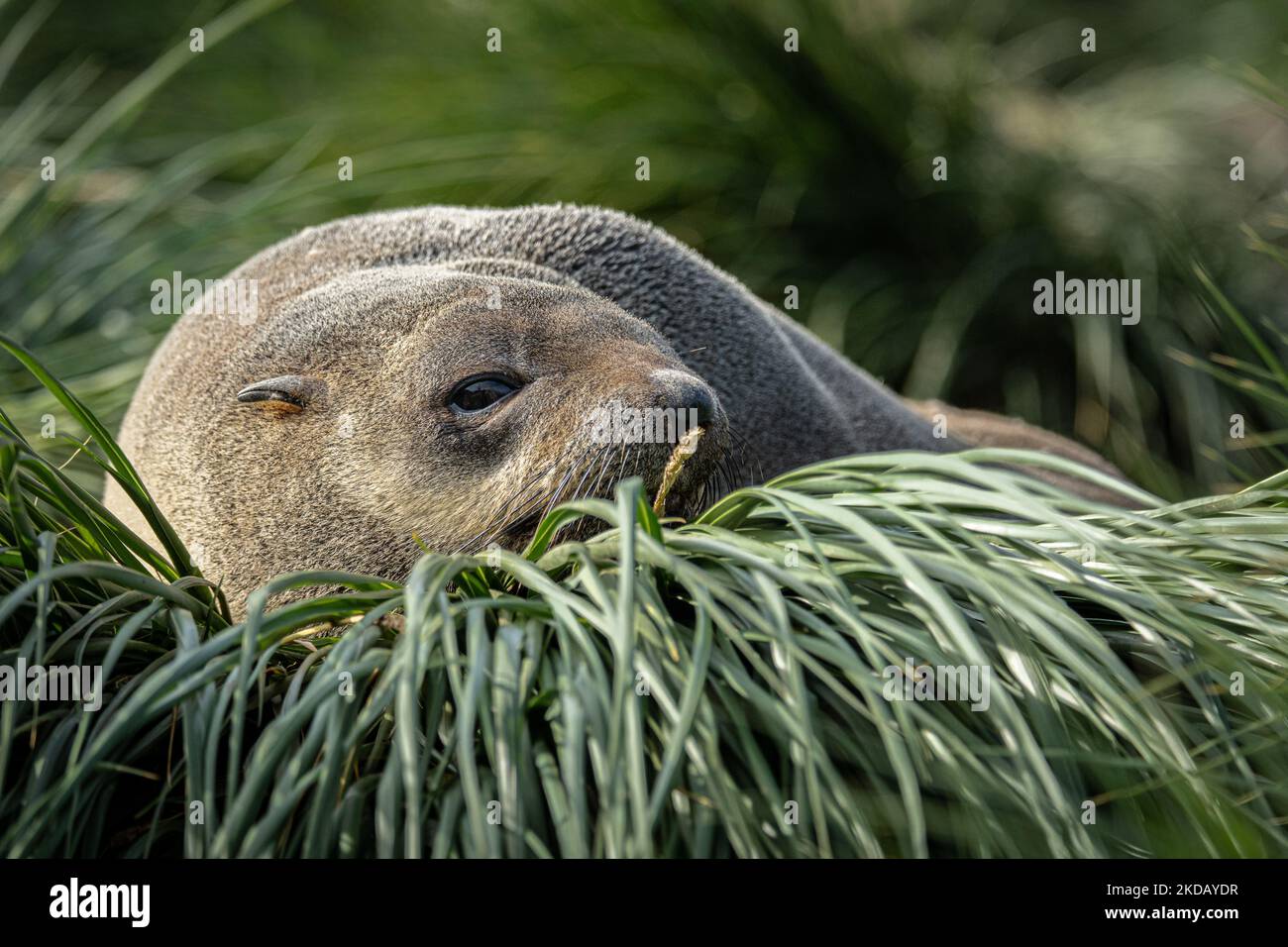 Young Antarctic fur seal (Arctocephalus gazella) in South Georgia in ...