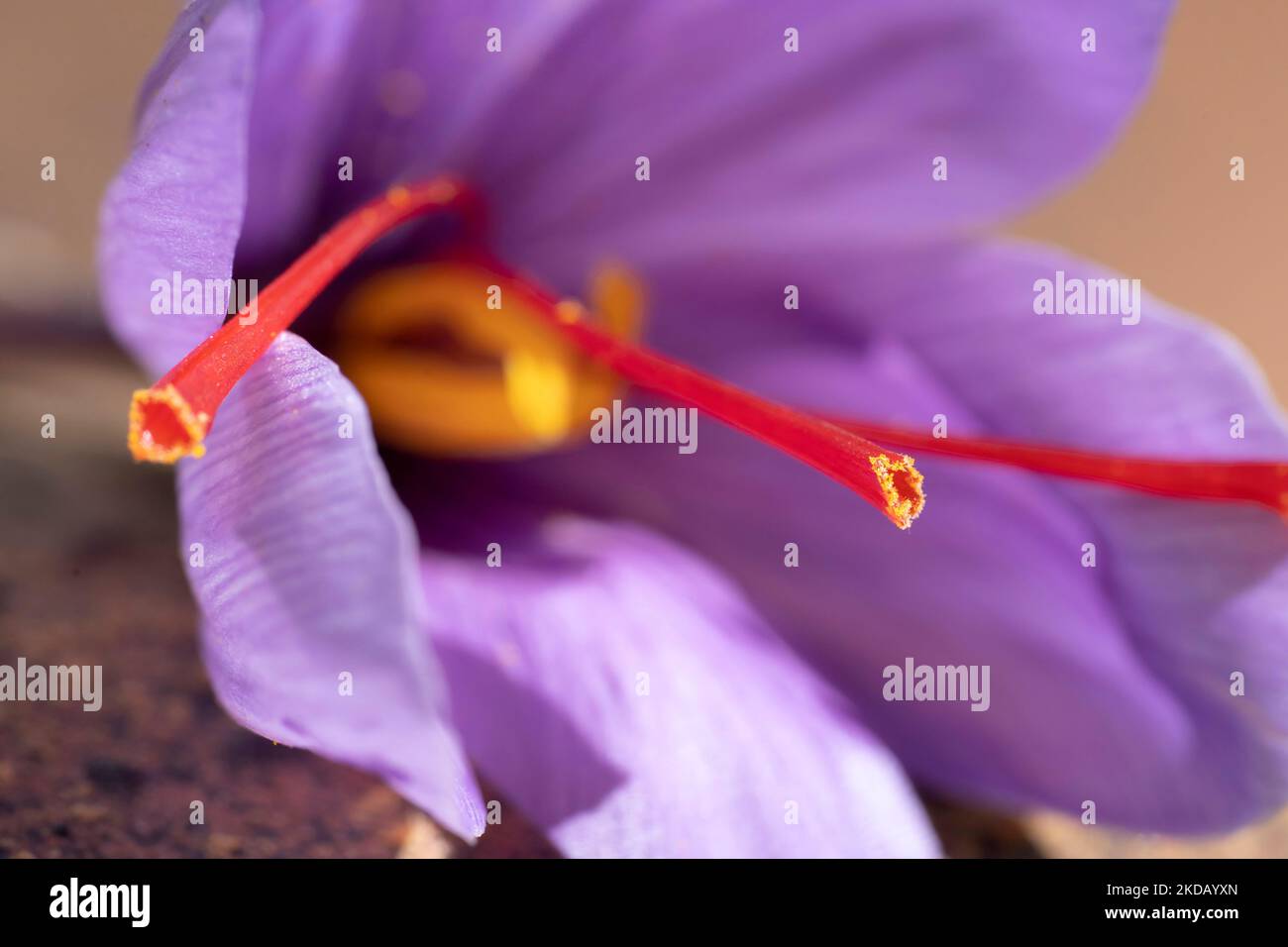 Closeup of Saffron flowers in a field. Crocus sativus, saffron crocus ...