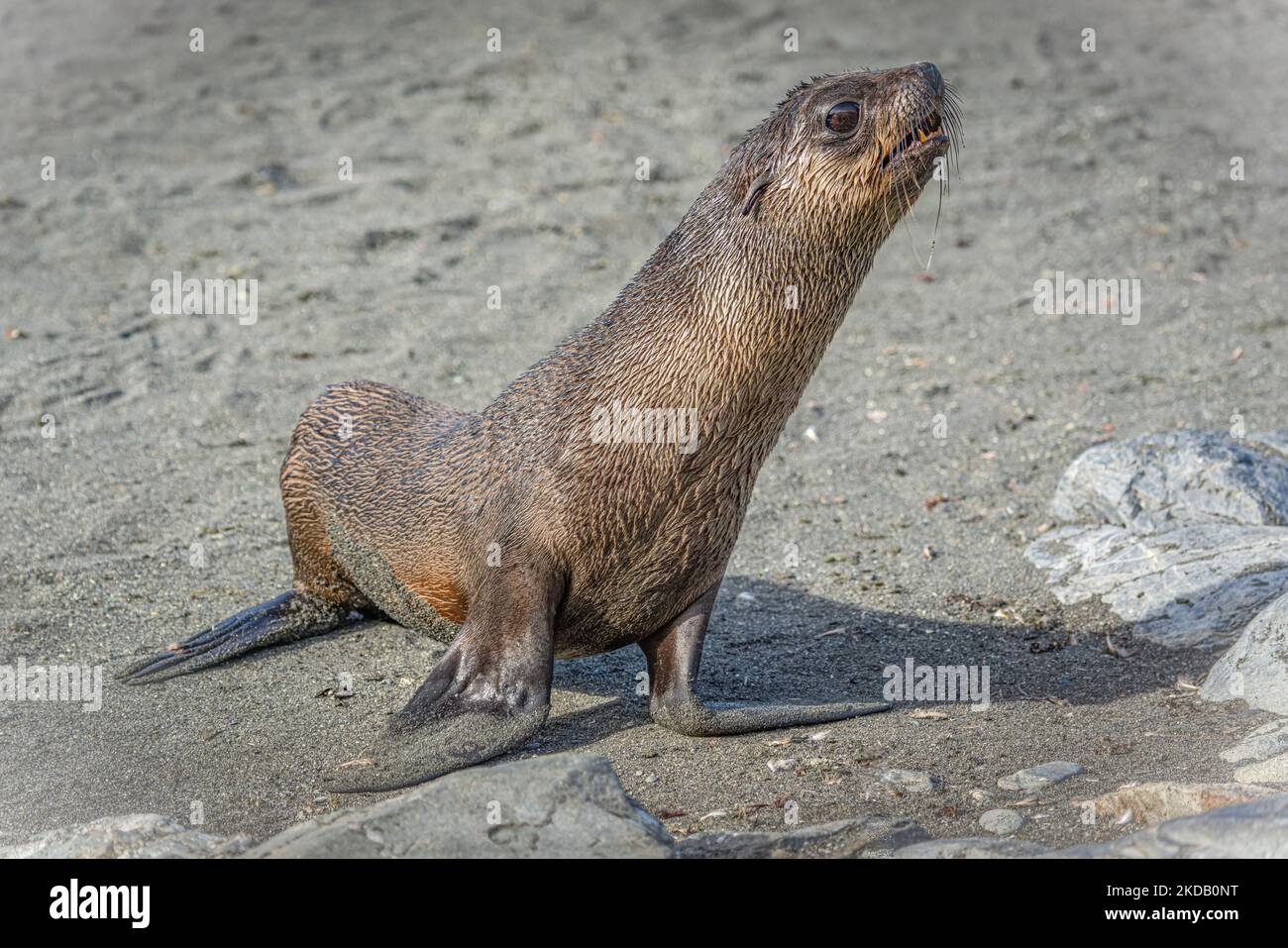 Young Antarctic fur seal (Arctocephalus gazella) in South Georgia in ...