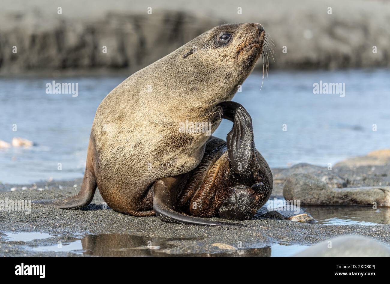 Young Antarctic fur seal (Arctocephalus gazella) in South Georgia in ...