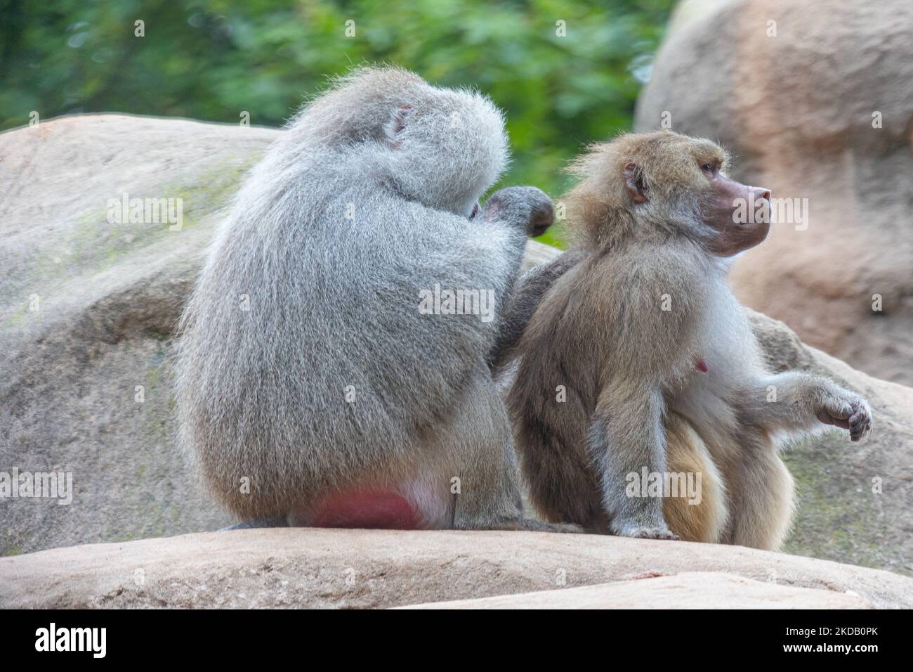 Two baboons sitting together and delousing each other Stock Photo - Alamy