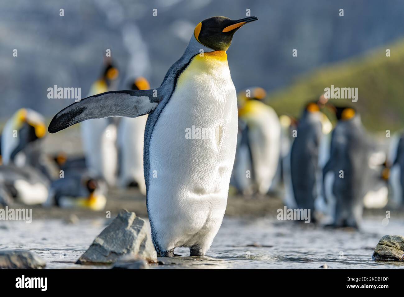 individual king penguins (APTENODYTES PATAGONICUS) on South Georgia ...