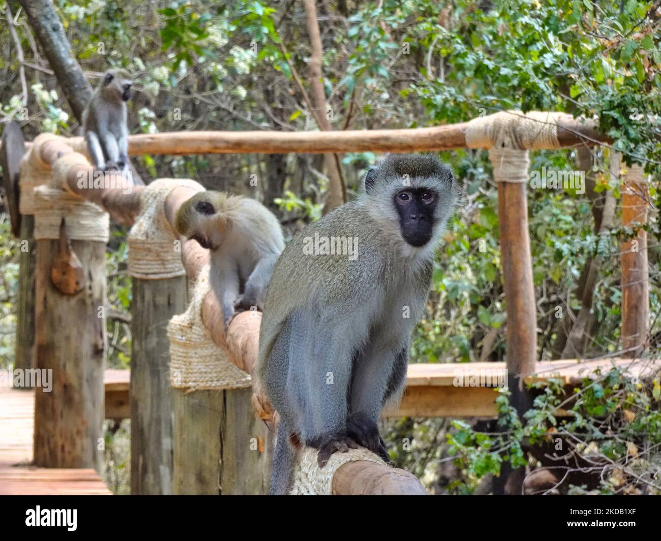 2022 monkeys hi-res stock photography and images - Alamy