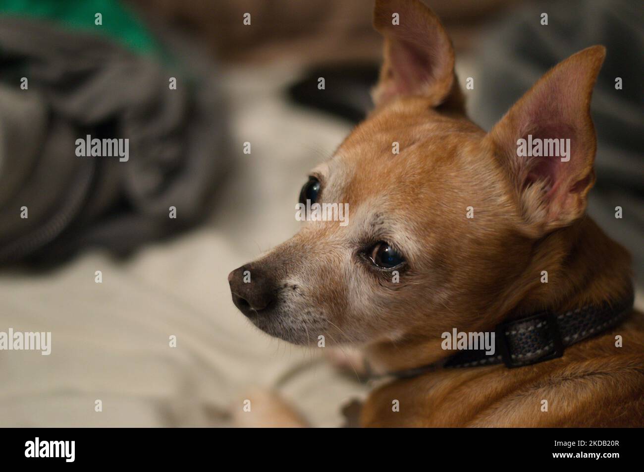 A high angle shot of a chihuahua dog Stock Photo - Alamy