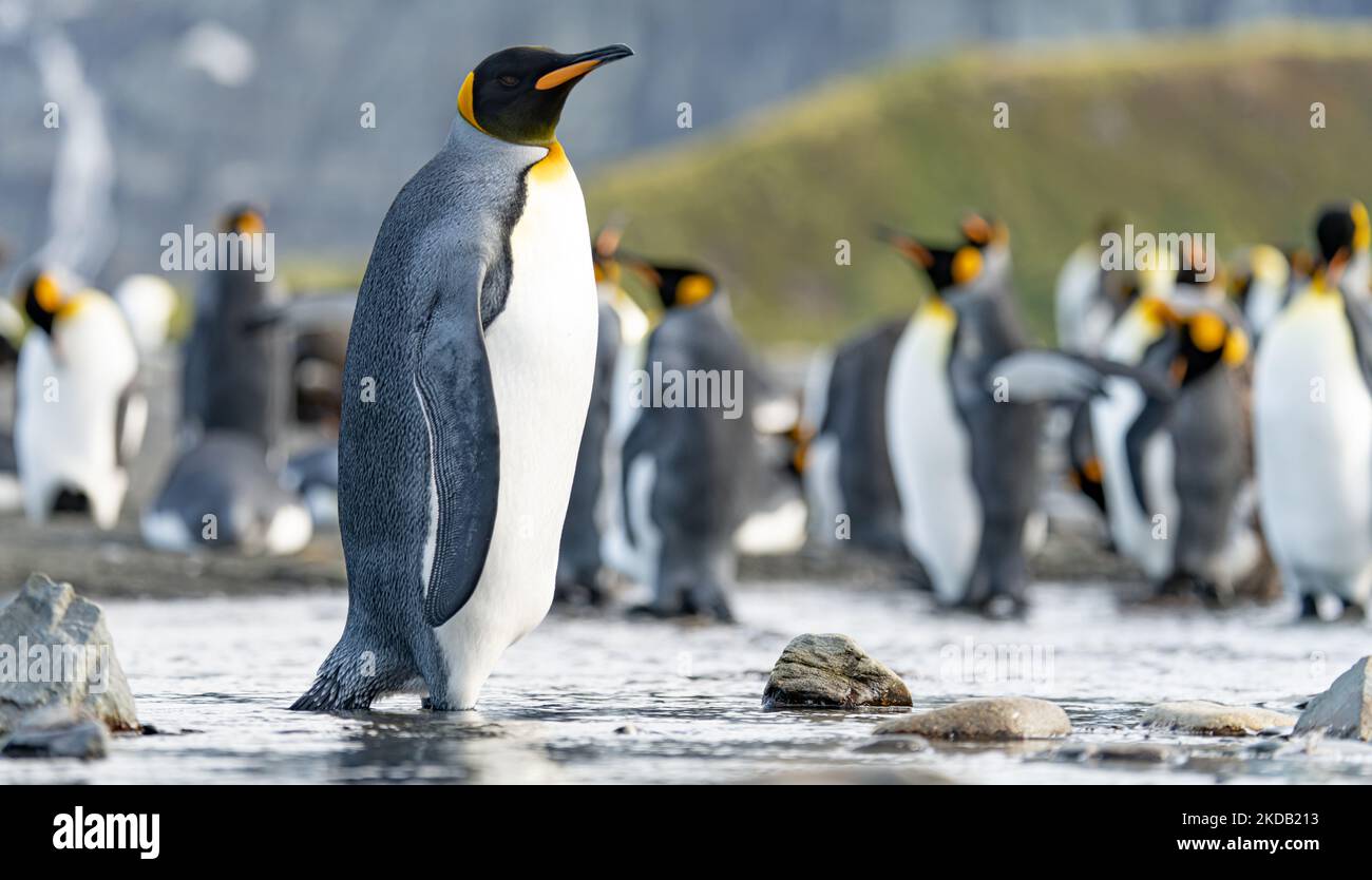 Group of King Penguins (APTENODYTES PATAGONICUS) on South Georgia Stock ...
