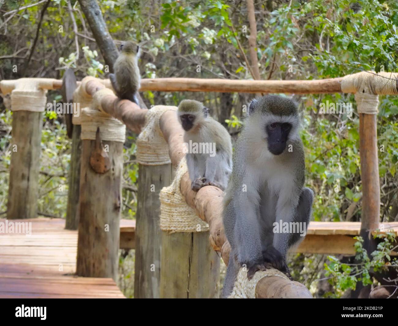 Akagera National Park, Rwanda, 25th August, 2022 Monkeys perch on the ...