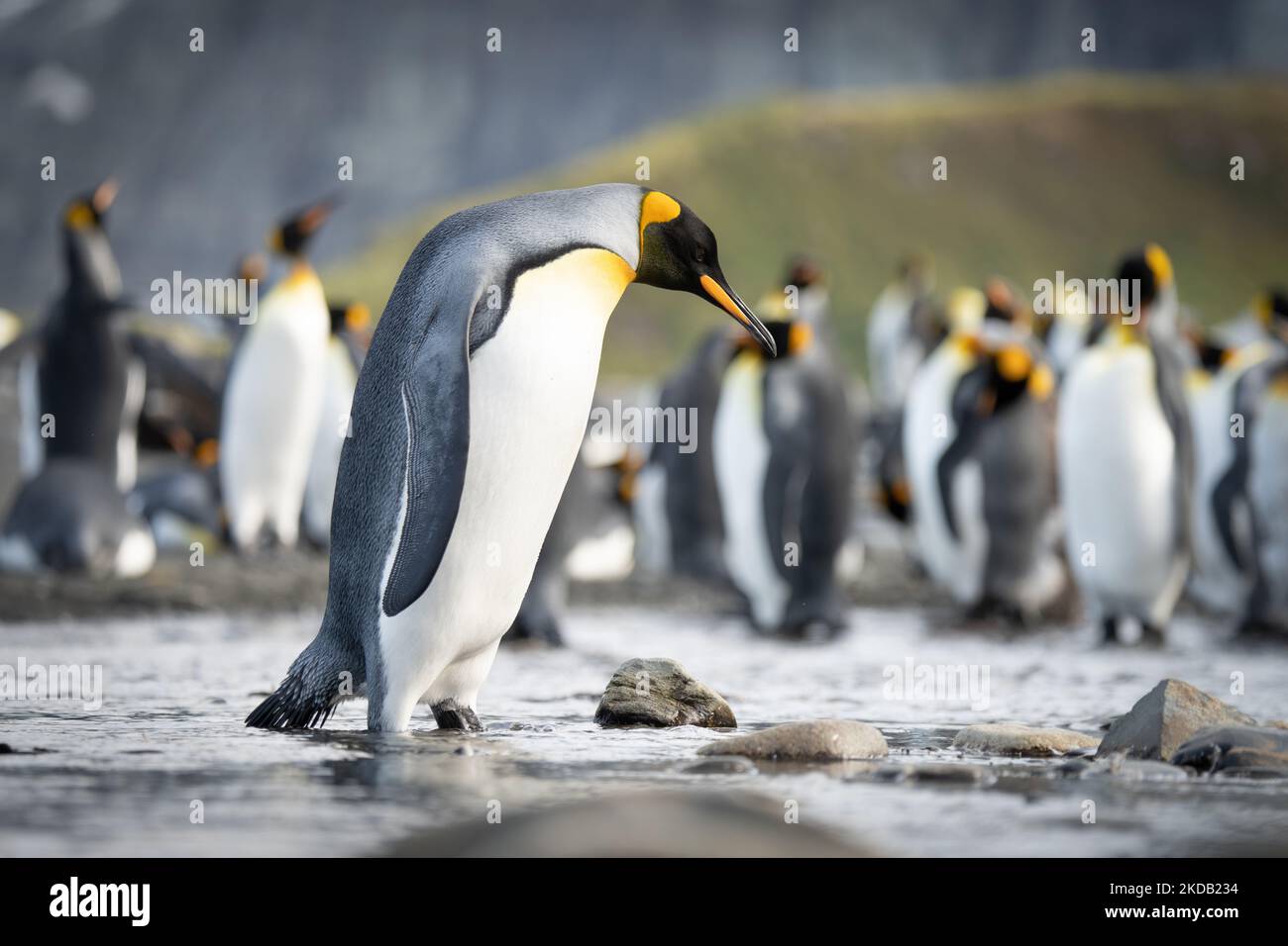 G south georgia island hi-res stock photography and images - Alamy