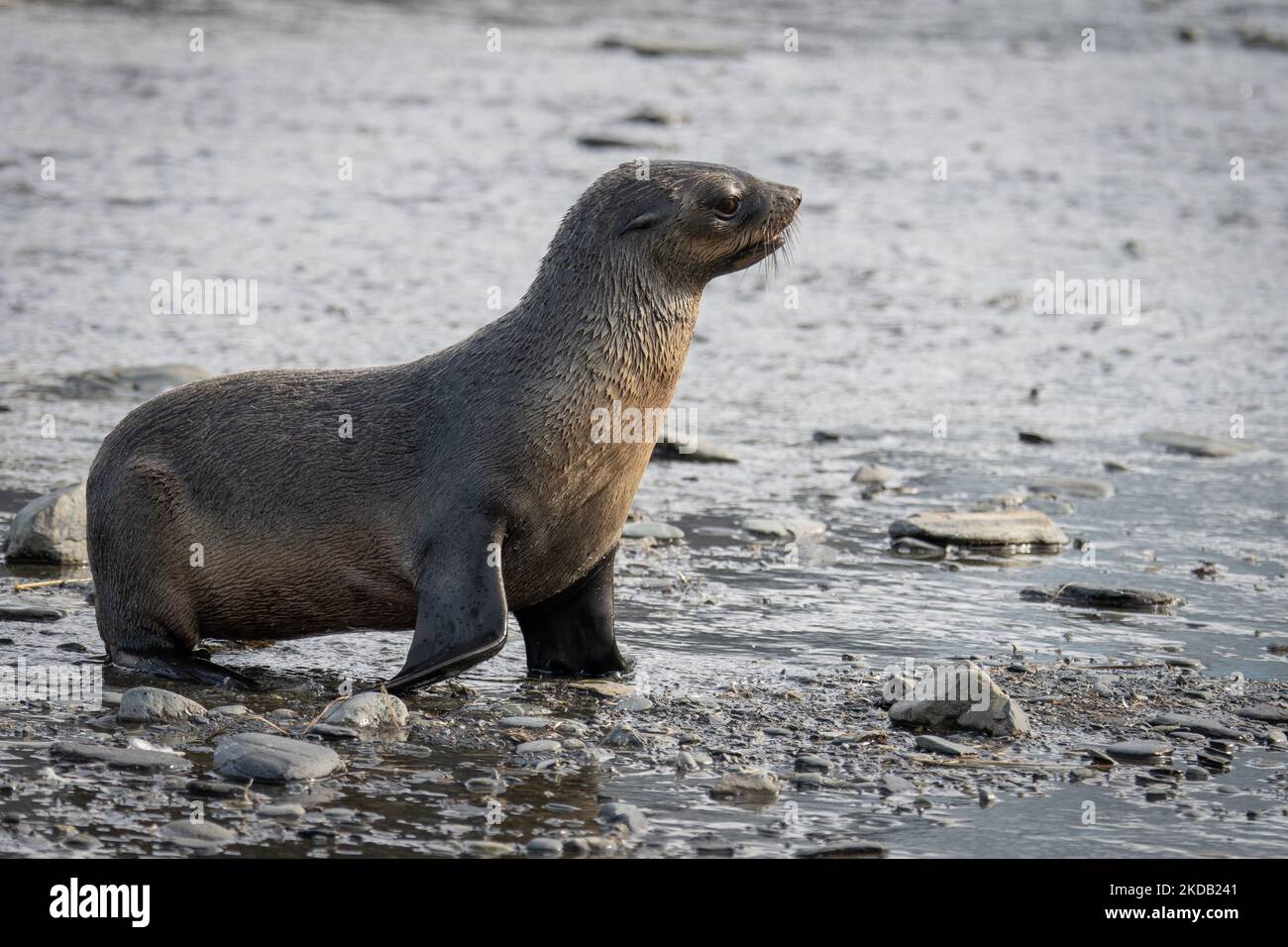 Young Antarctic fur seal (Arctocephalus gazella) in South Georgia in ...
