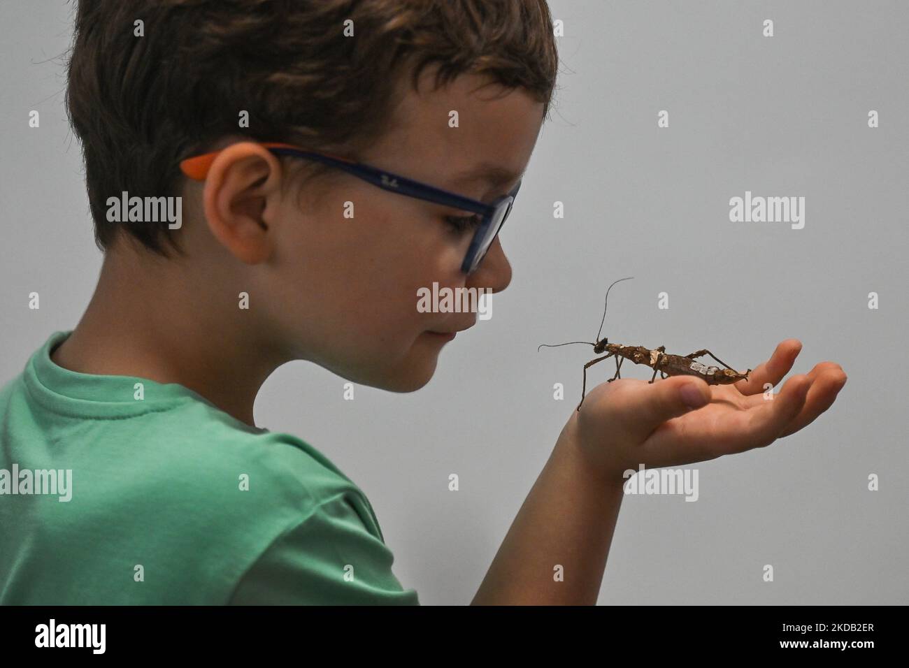 Guadeloupe stick insecton hi-res stock photography and images - Alamy