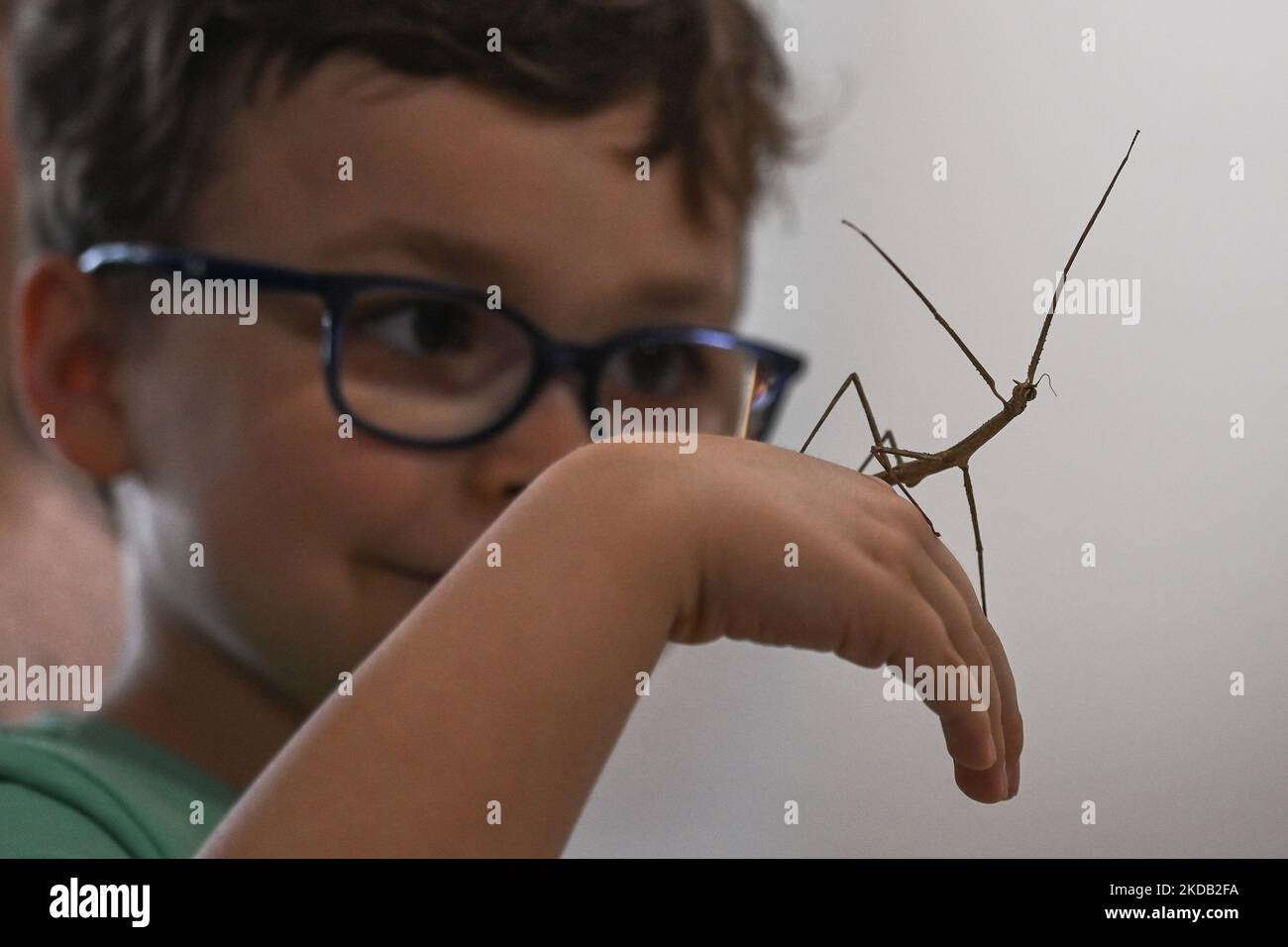 Walking stick insect child hi-res stock photography and images - Alamy