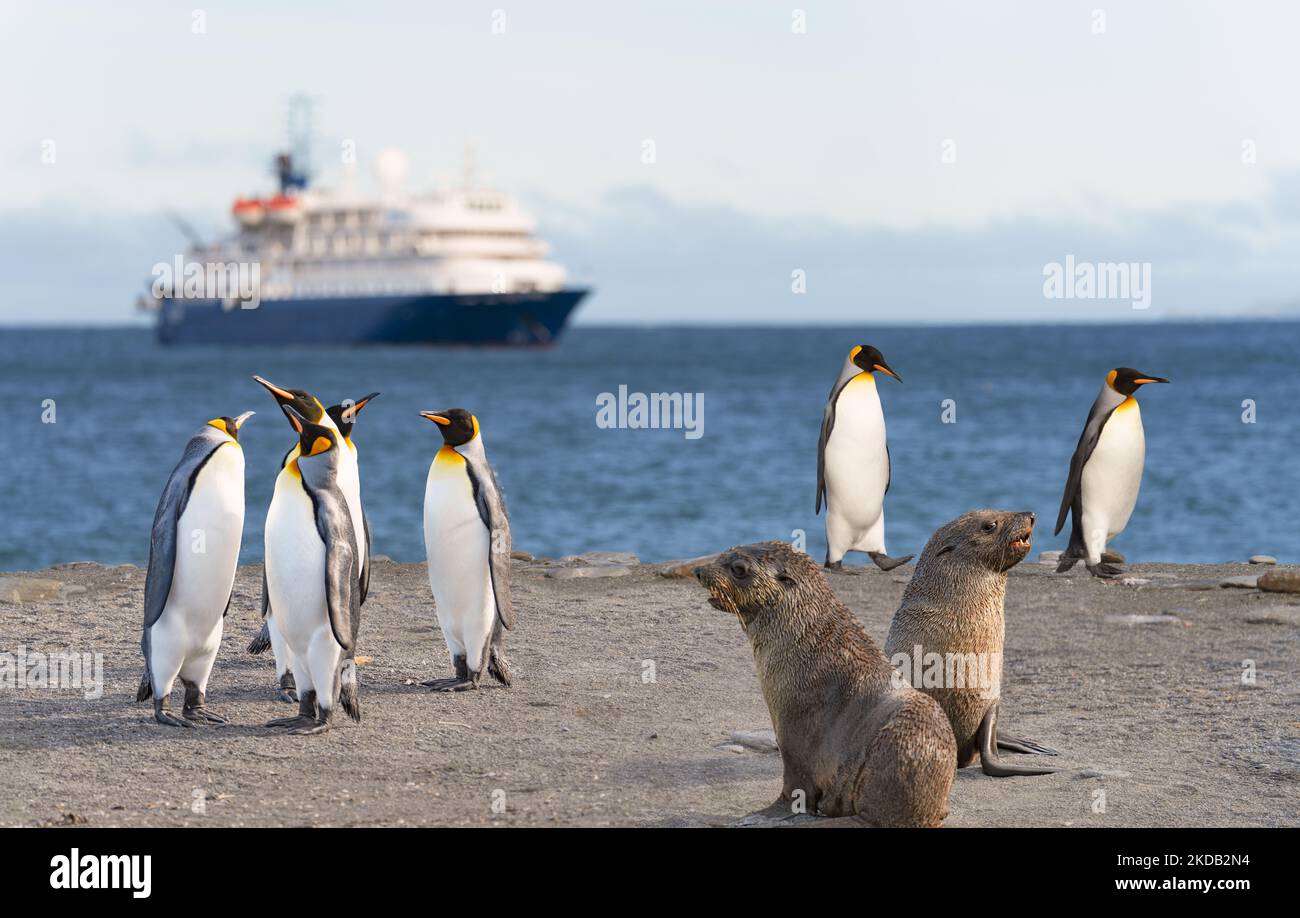 Expedition ship off the coast of South Georgia in Gold Harbour with ...