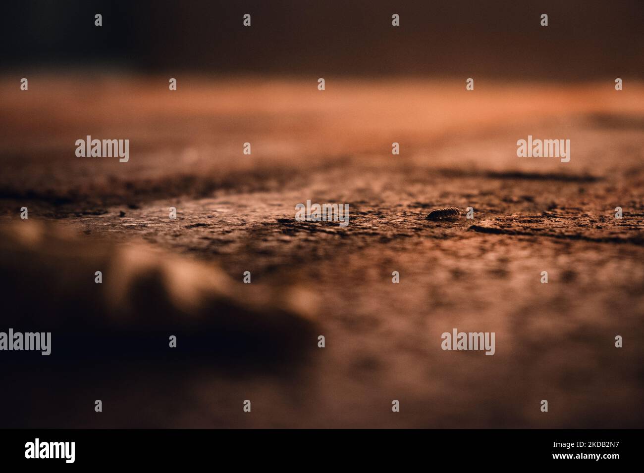 A closeup shot of a small insect crawling on the floor Stock Photo - Alamy