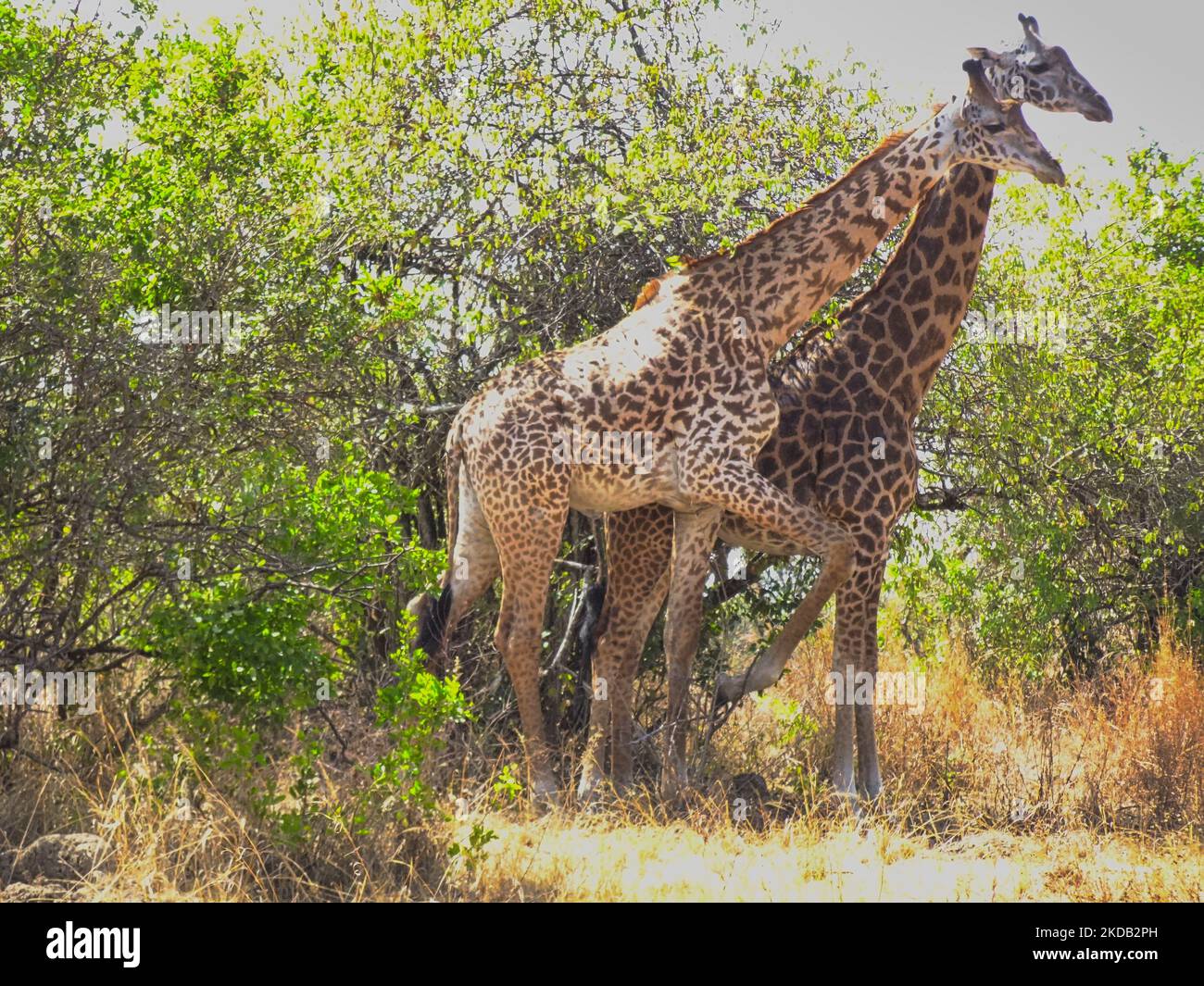 Akagera National Park, Rwanda, 26th August, 2022 A giraffe ÒtowerÓ, in ...