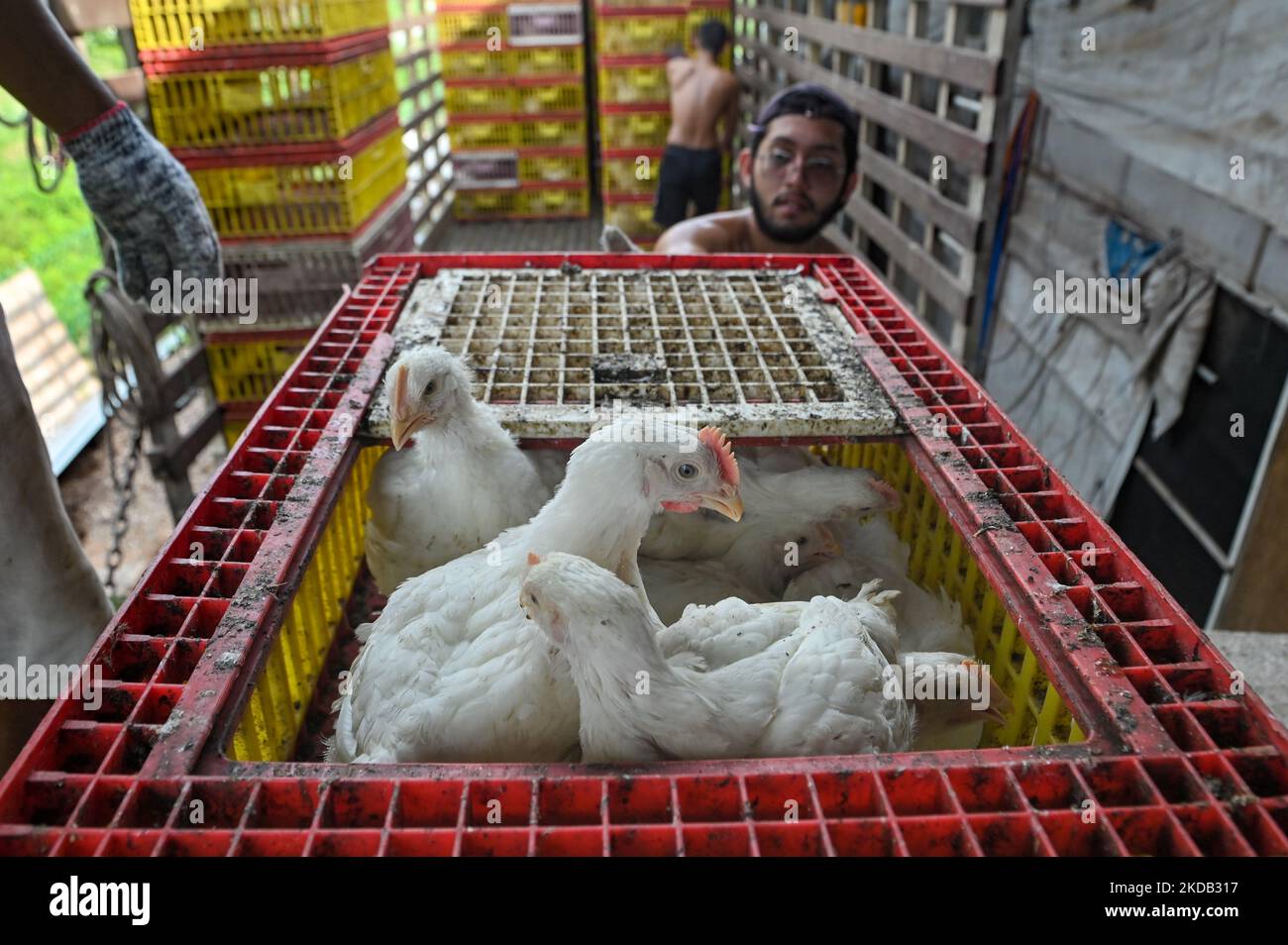 Broiler chickens inside the crate before transported to market at a ...